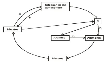 Nitrogen Cycle Diagram To Label The Diagram Below Represents The