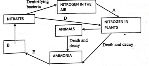 Nitrogen Cycle Diagram To Label The Diagram Below Represents The